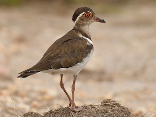 Forbes's Plover - eBird