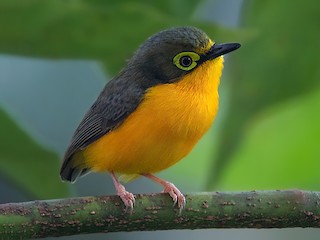 Yellow-bellied Wattle-eye - eBird
