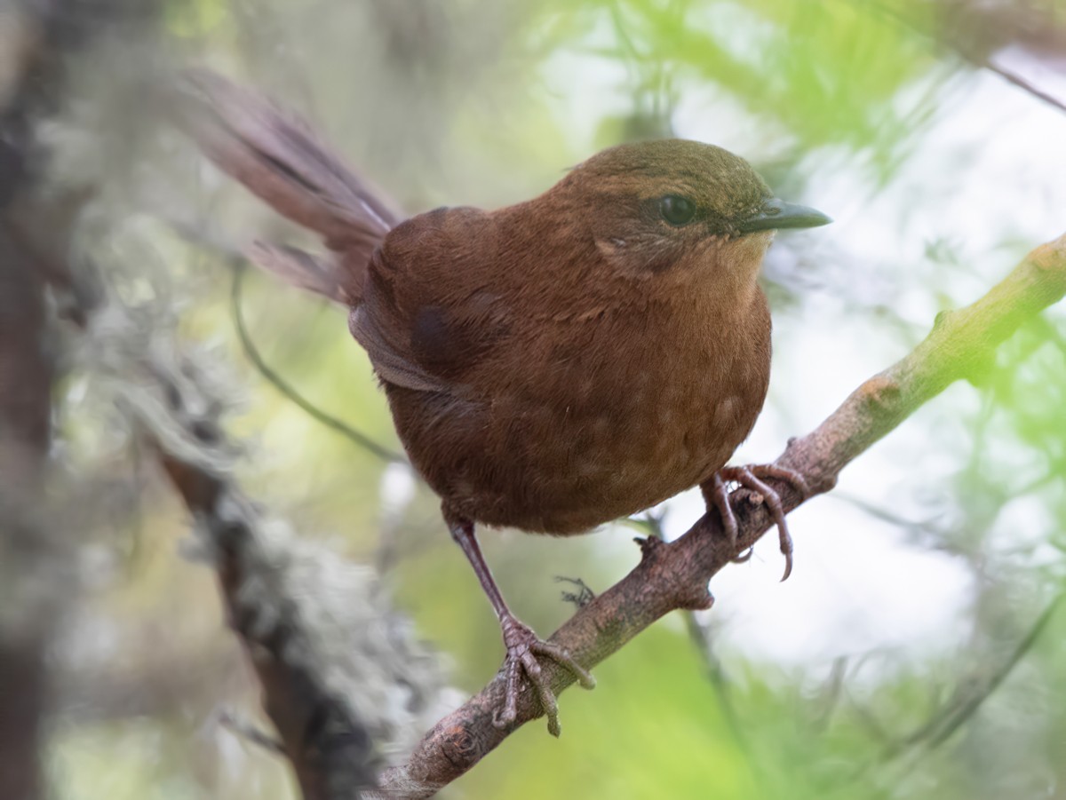 Evergreen-forest Warbler - eBird