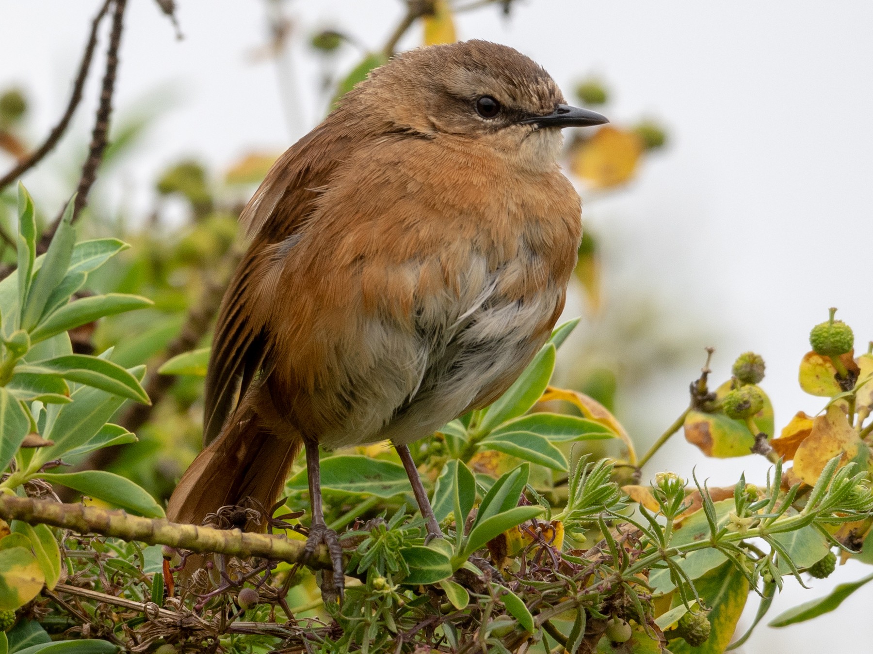 Cinnamon Bracken-Warbler - eBird