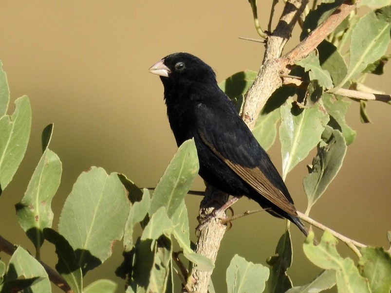 Baka Indigobird - eBird