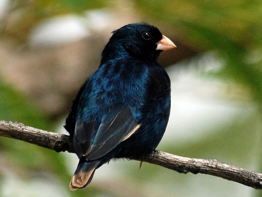 Baka Indigobird - eBird