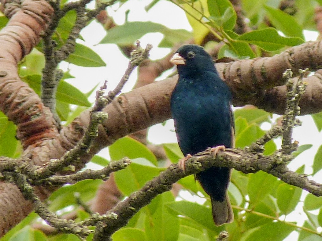 Baka Indigobird - eBird