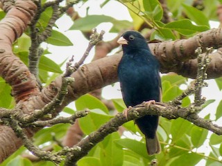Barka Indigobird - eBird