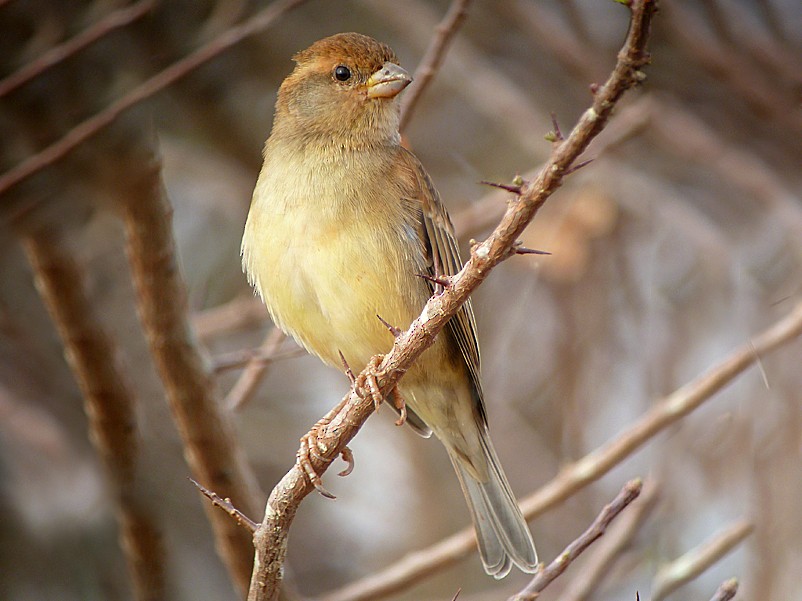 Somali Sparrow - eBird