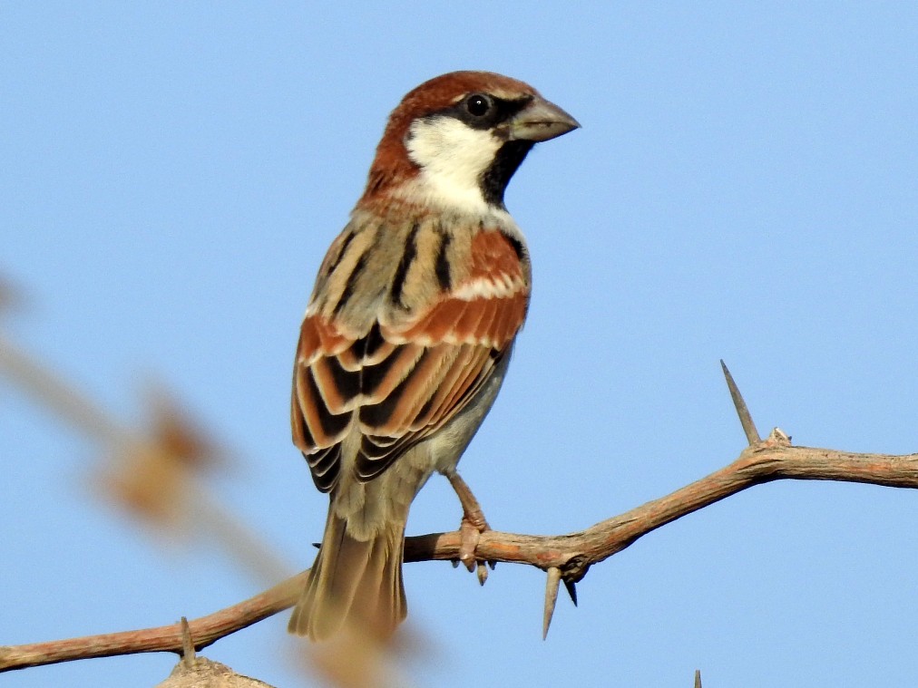 Somali Sparrow - eBird