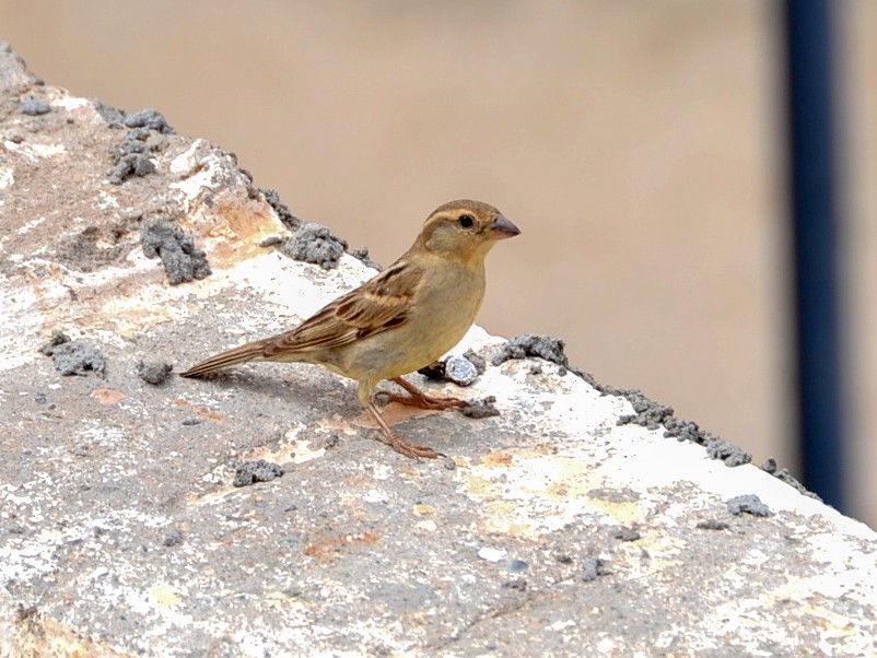 Somali Sparrow - eBird