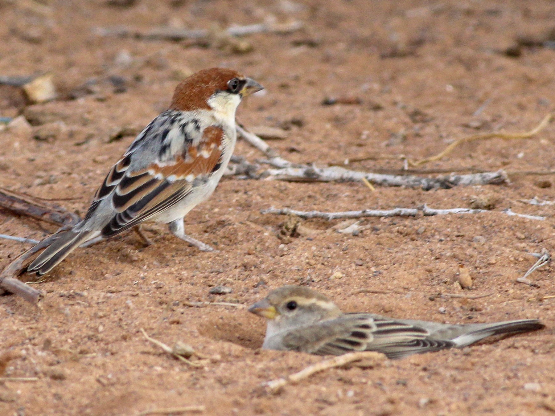 Somali Sparrow - eBird