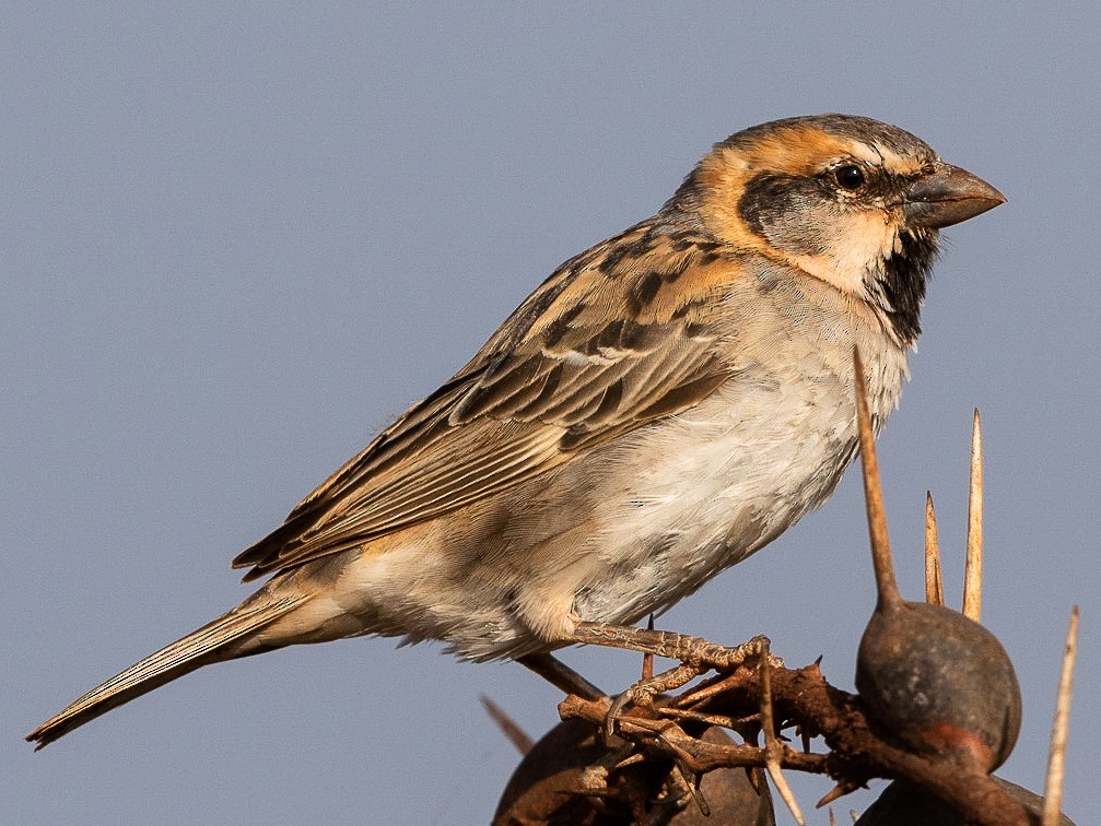 Shelley's Rufous Sparrow - eBird