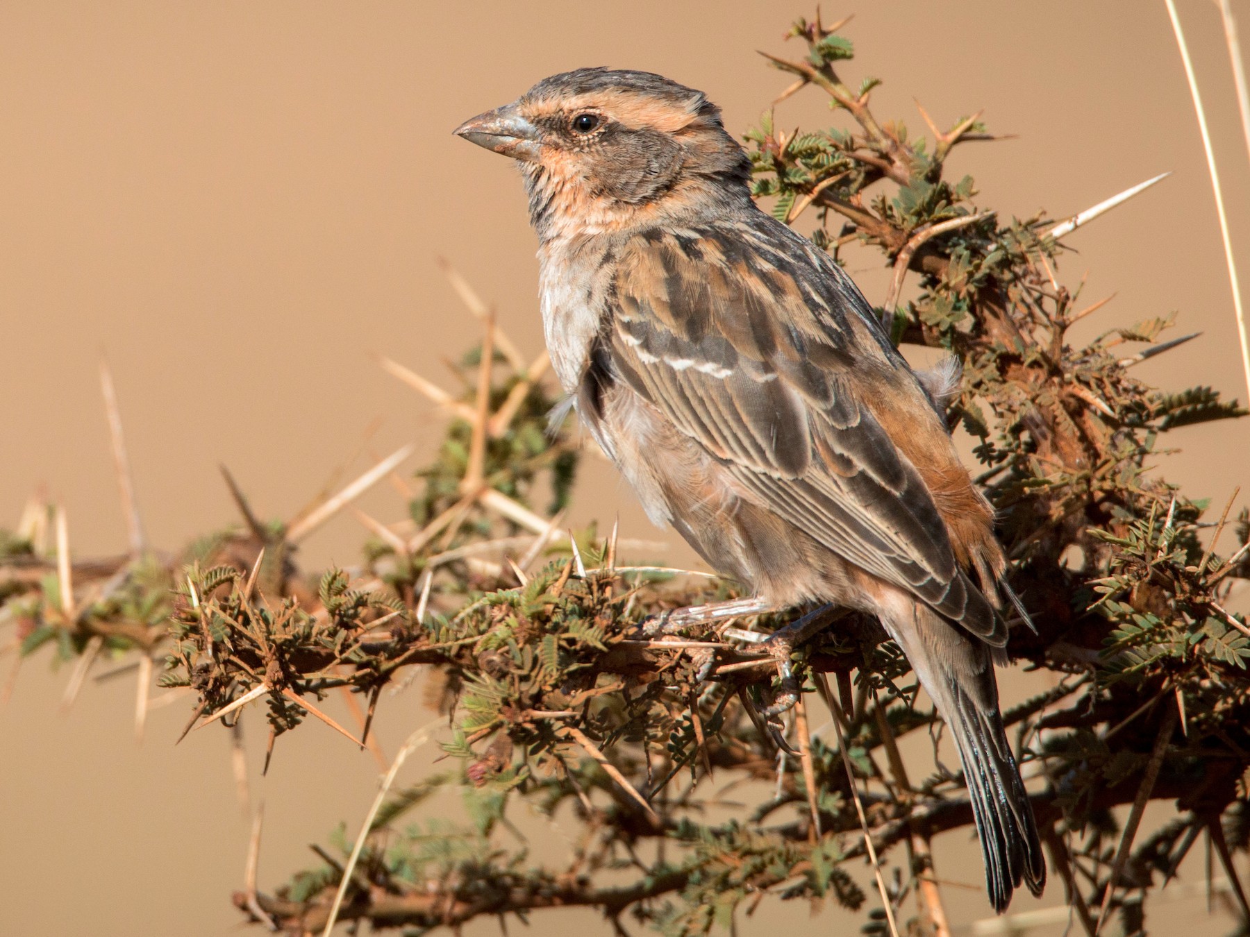 Shelley's Rufous Sparrow - eBird
