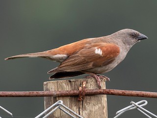 Swainson's Sparrow - eBird