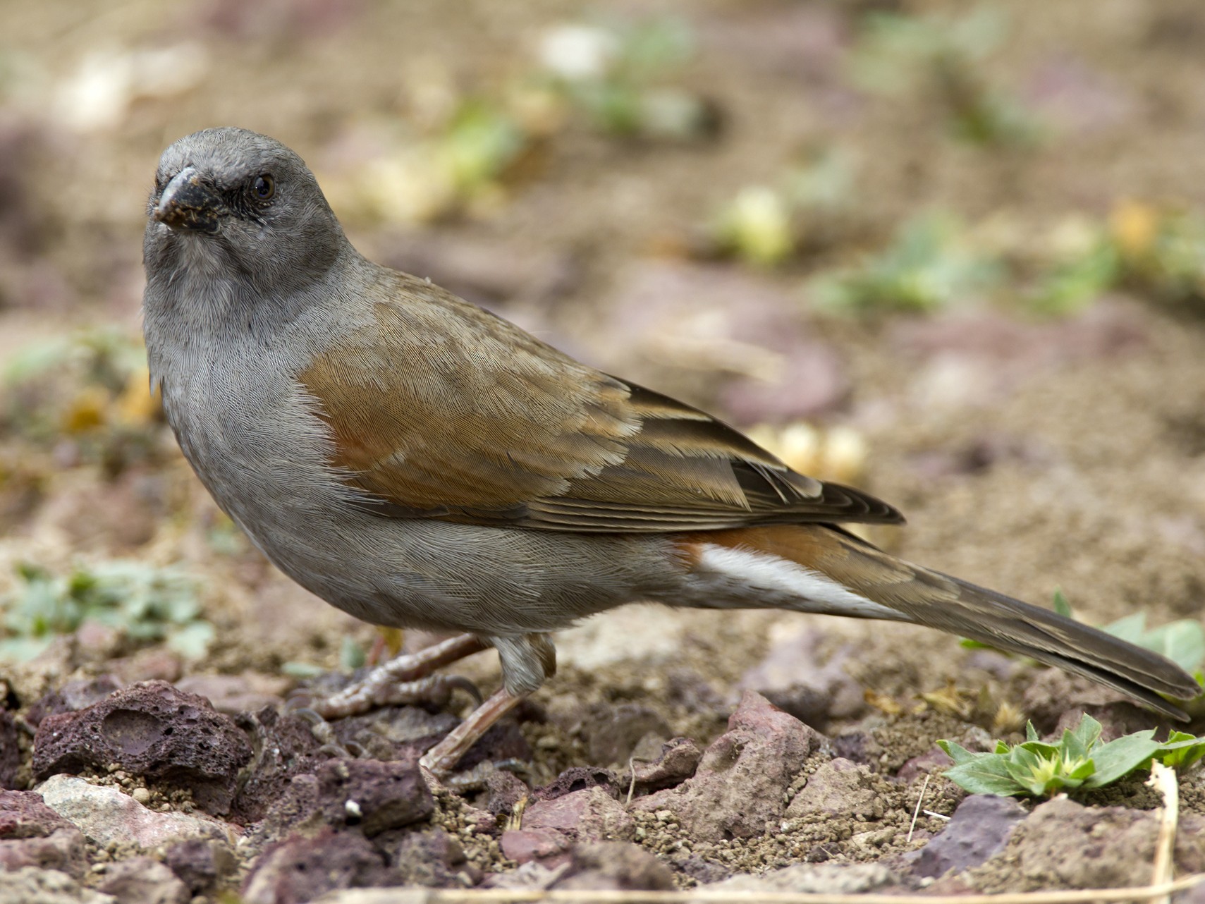 Swainson's Sparrow - eBird