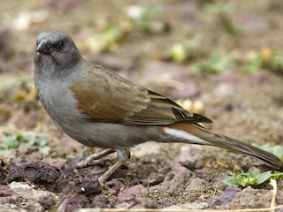 Swainson's Sparrow - eBird