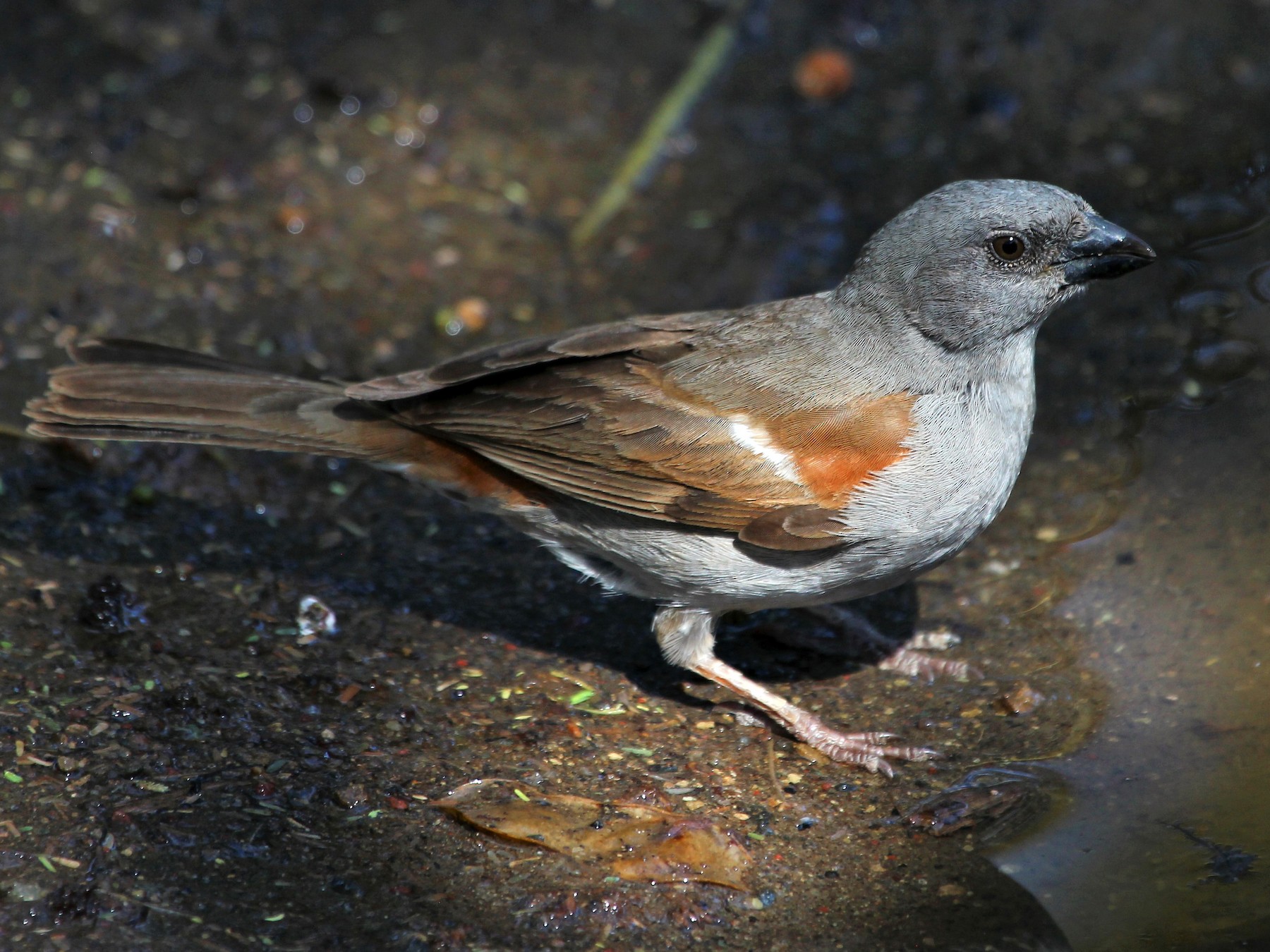 Swainson's Sparrow - eBird