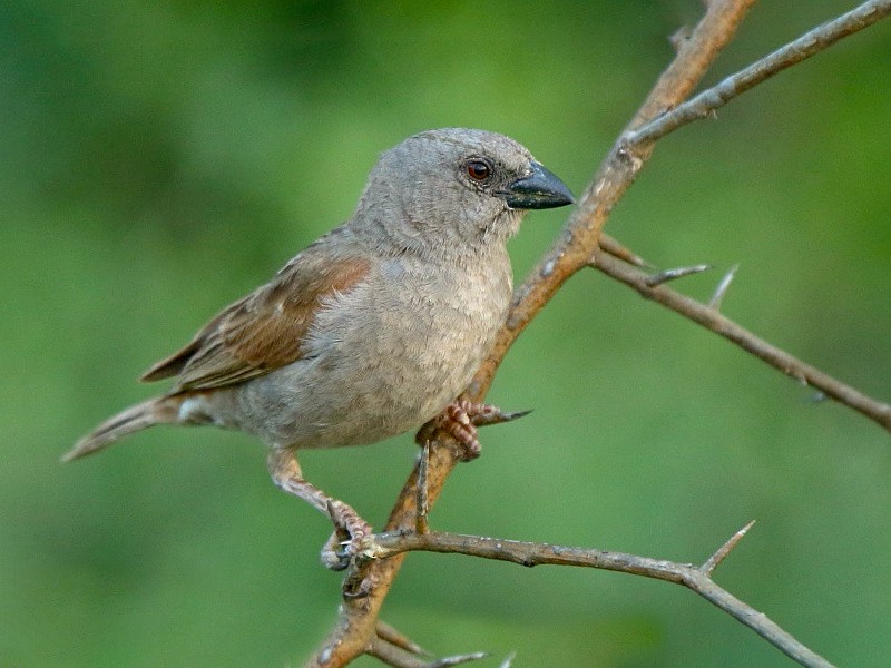 Parrot-billed Sparrow - eBird