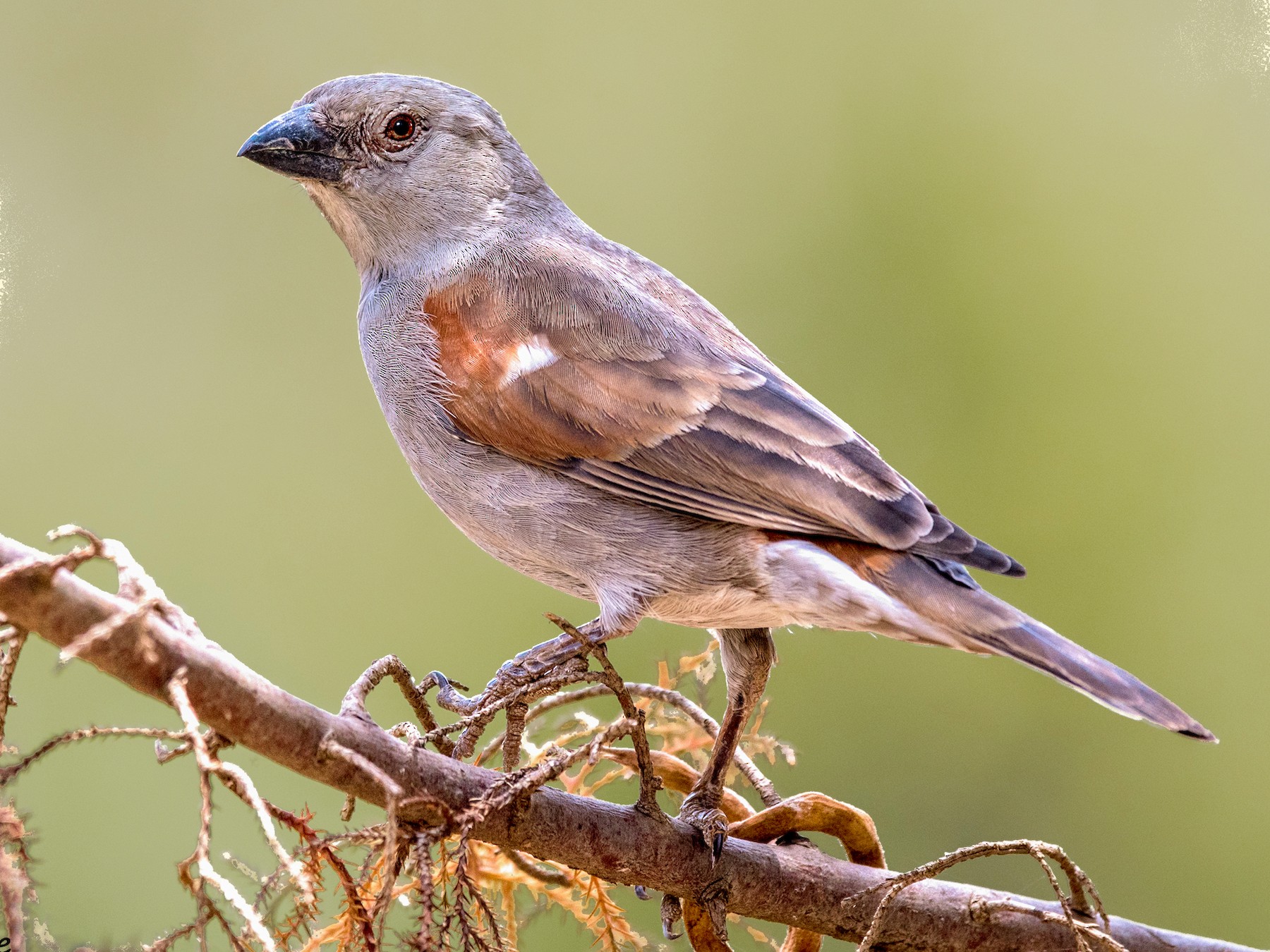Parrot-billed Sparrow - eBird