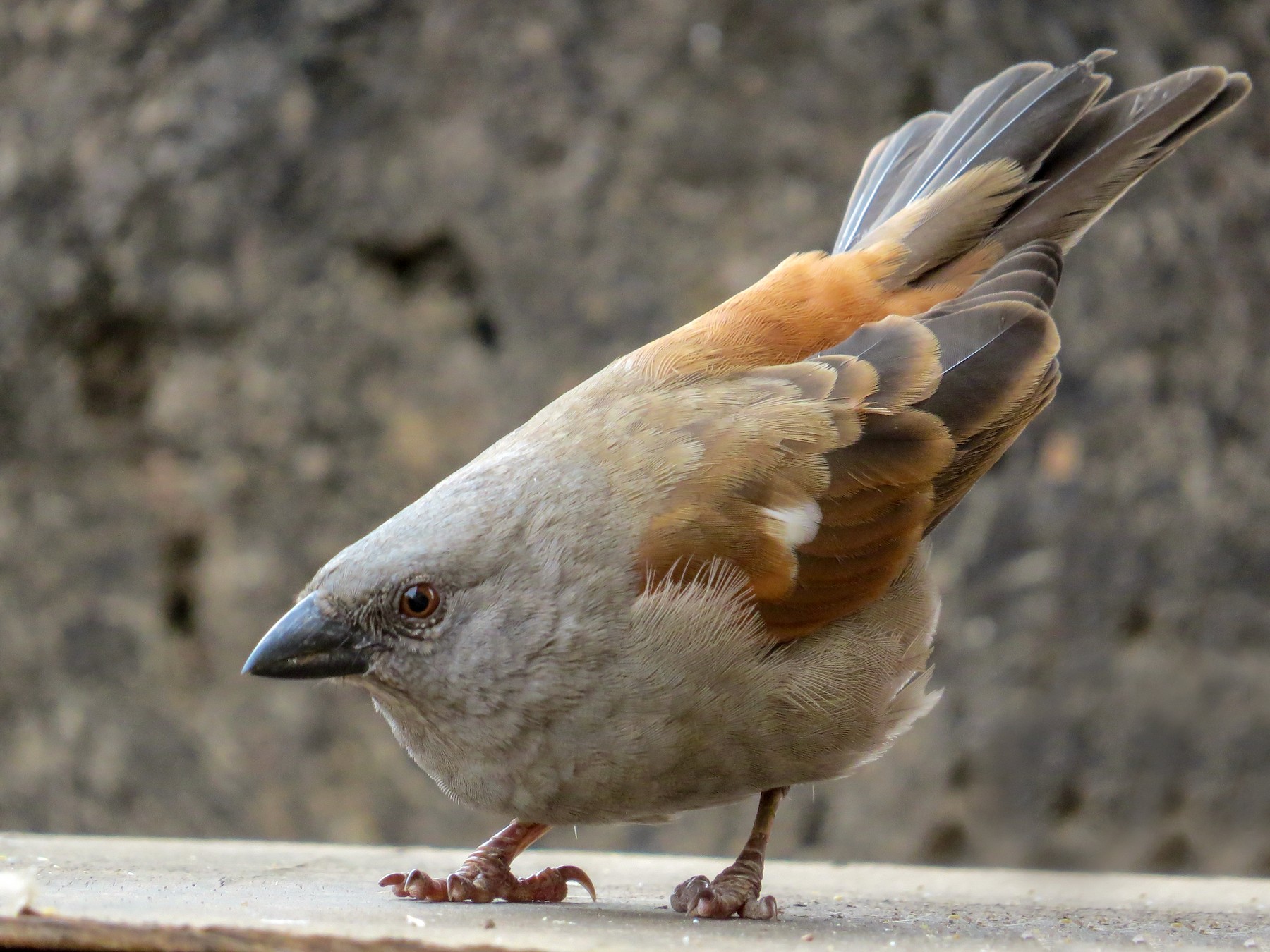 Parrot-billed Sparrow - eBird