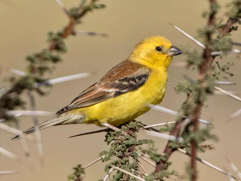 Sudan Golden Sparrow - eBird