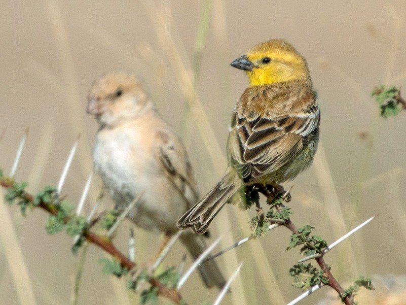 Sudan Golden Sparrow - eBird