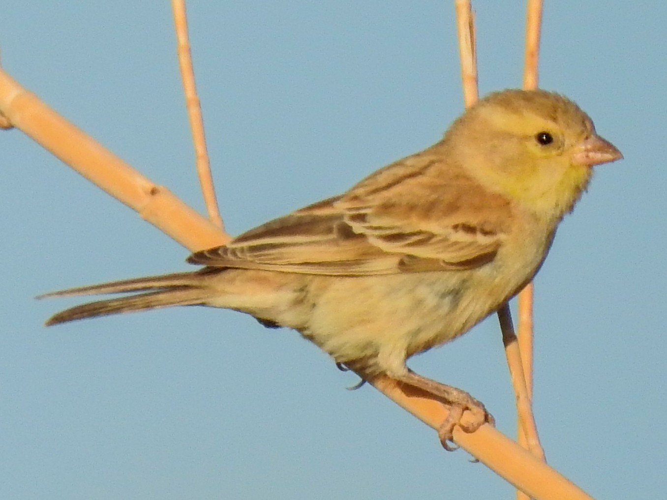 Sudan Golden Sparrow - eBird