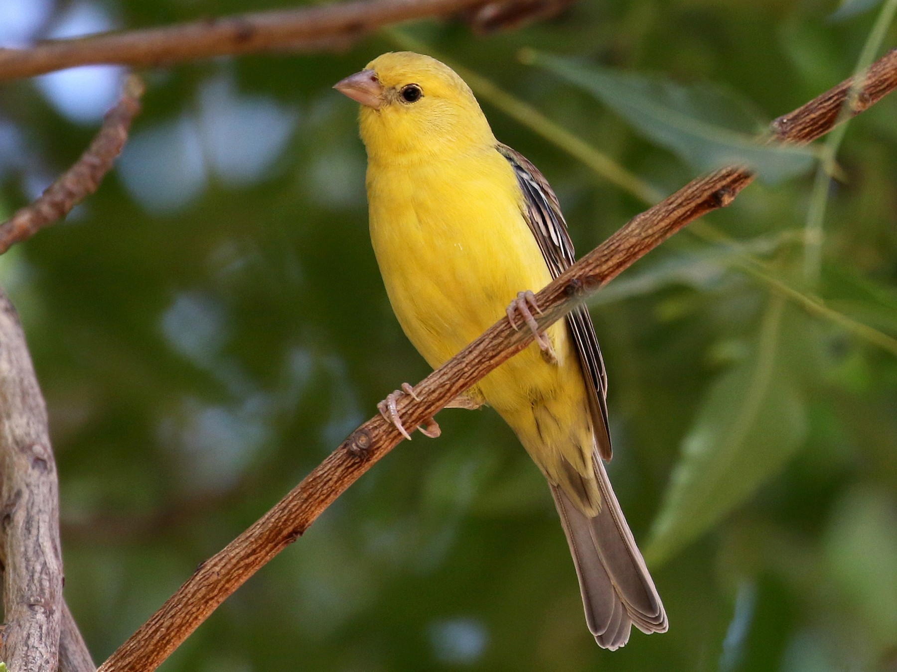 Sudan Golden Sparrow - eBird