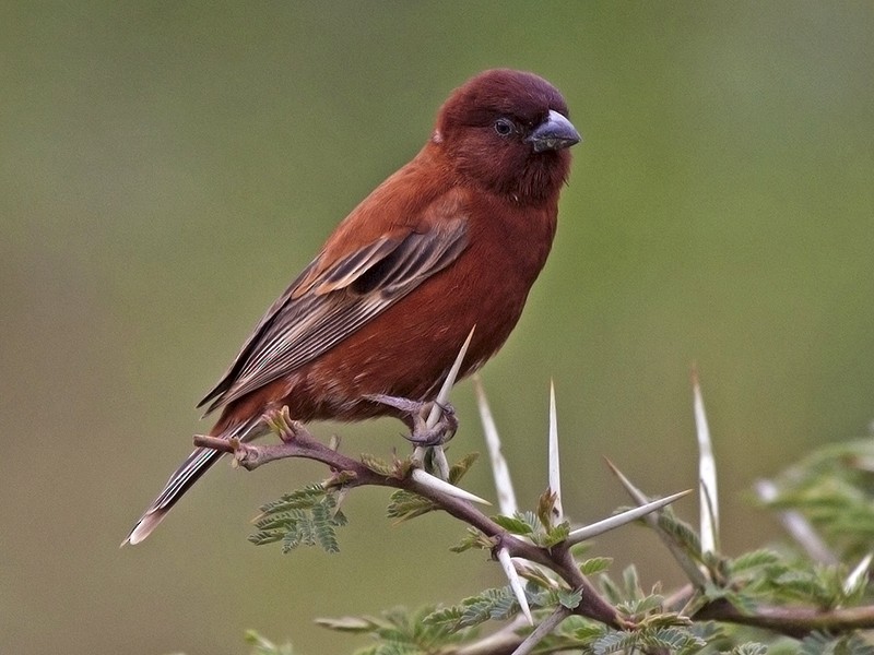 Chestnut Sparrow - eBird