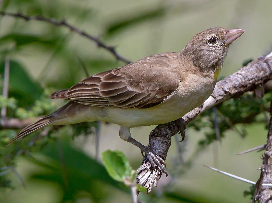 Yellow-spotted Bush Sparrow - eBird