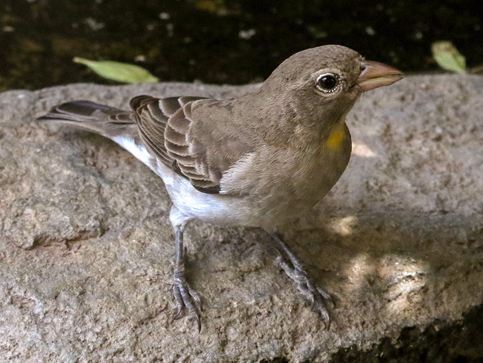 Yellow-spotted Bush Sparrow - eBird