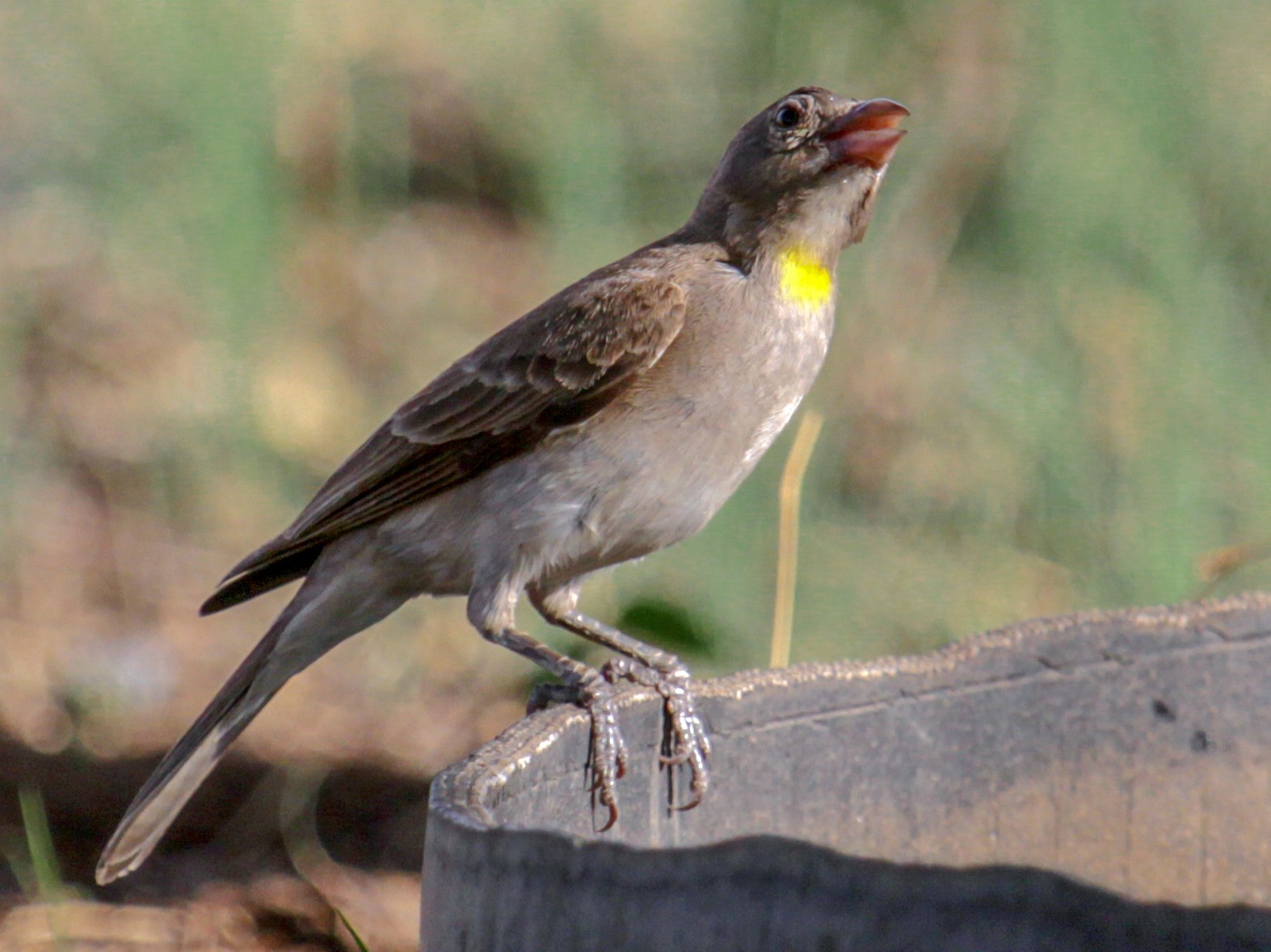 Yellow-spotted Bush Sparrow - eBird