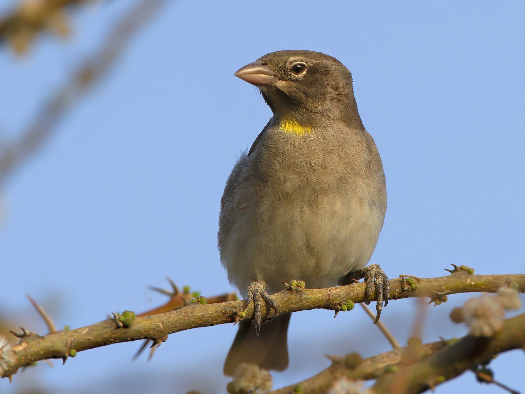 Yellow-spotted Bush Sparrow - eBird