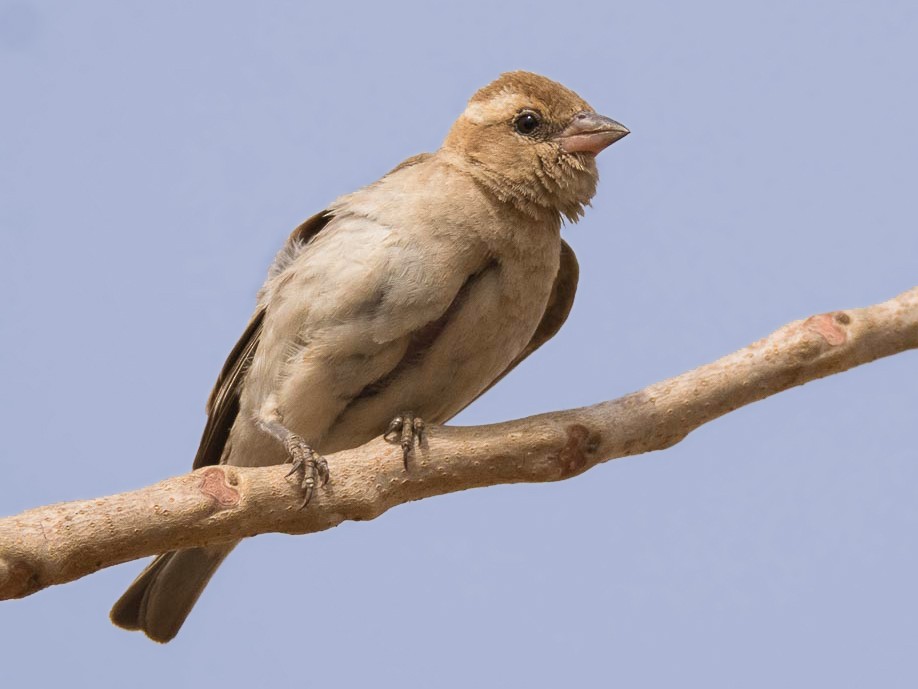 Sahel Bush Sparrow - eBird