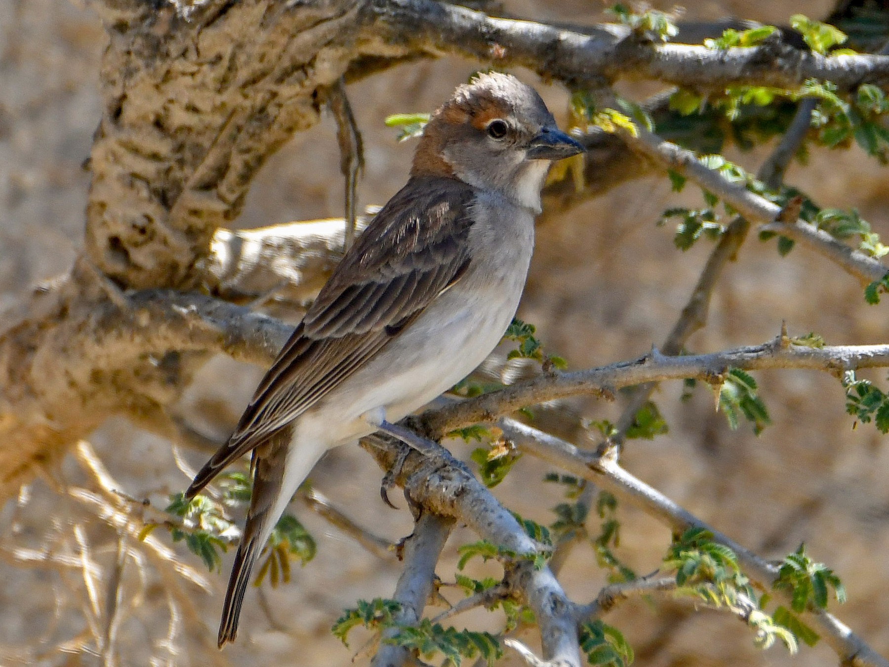 Sahel Bush Sparrow - eBird