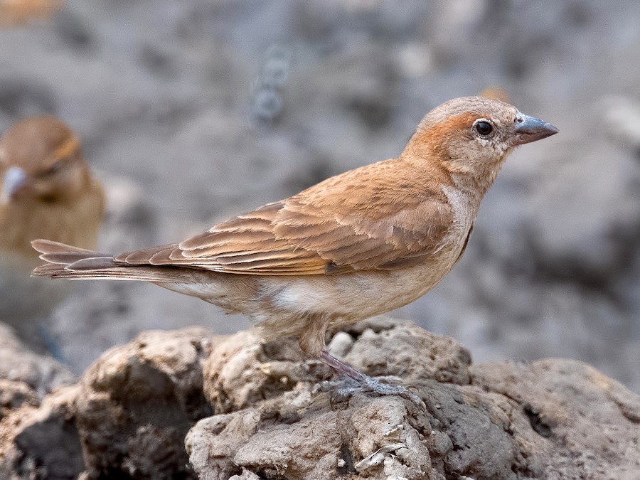 Sahel Bush Sparrow - eBird