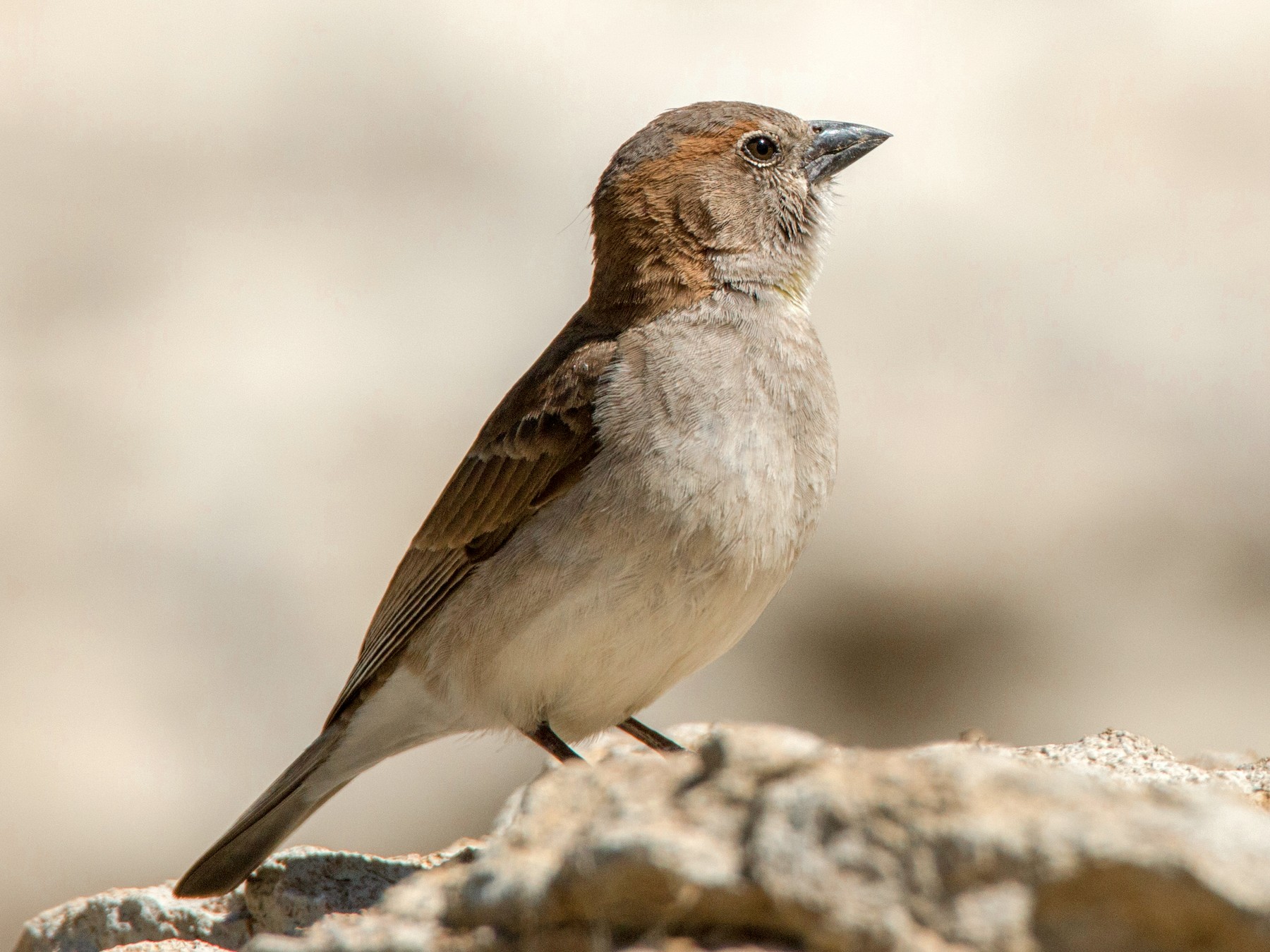 Sahel Bush Sparrow - eBird