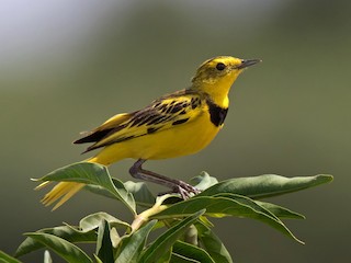 Golden Pipit - eBird