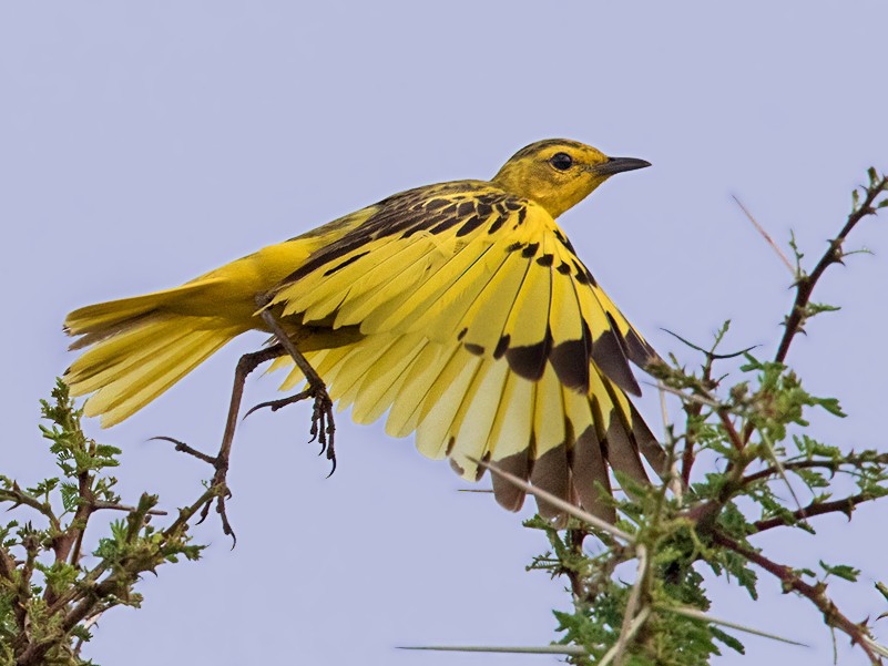 Golden Pipit - eBird