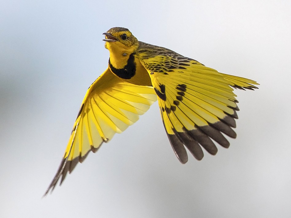 Golden Pipit - eBird