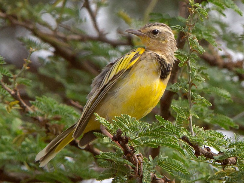 Golden Pipit - eBird