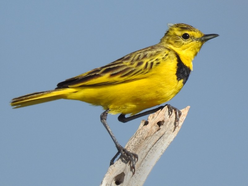 Golden Pipit - eBird