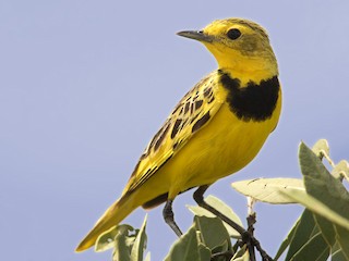 Golden Pipit - eBird