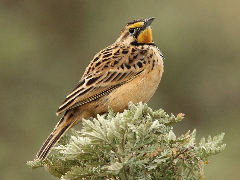 Abyssinian Longclaw - eBird