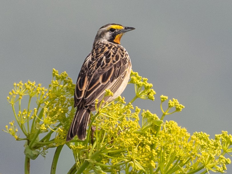 Abyssinian Longclaw - eBird