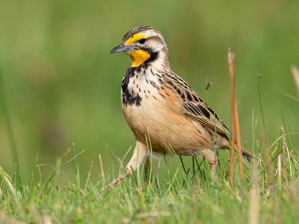 Abyssinian Longclaw - eBird
