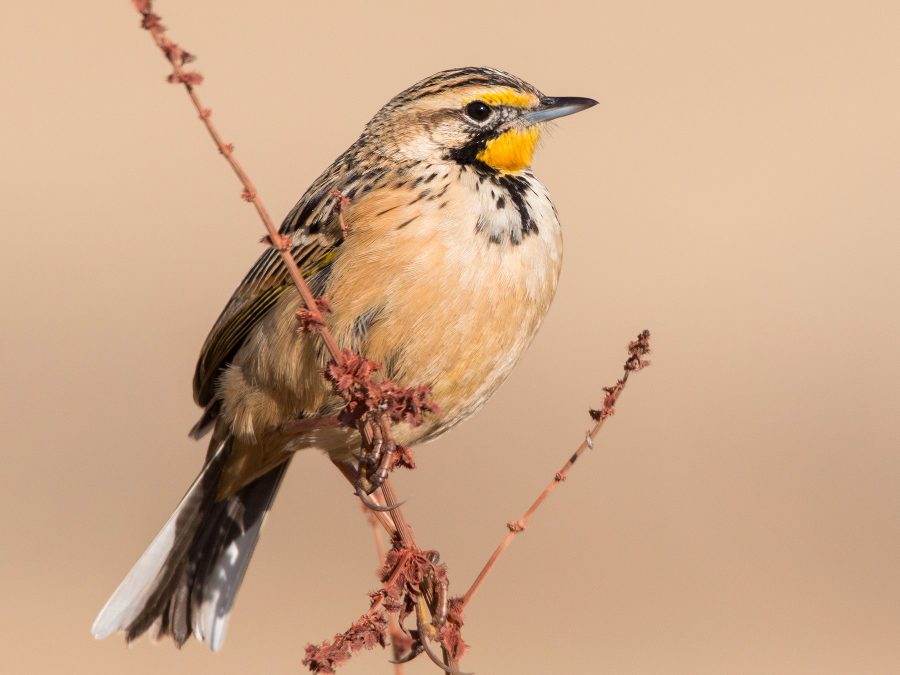 Abyssinian Longclaw - eBird