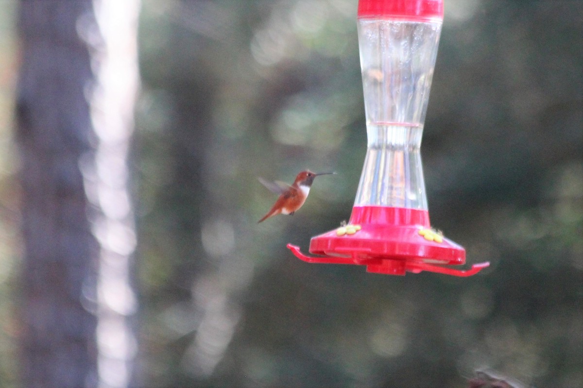 eBird Checklist - 6 Jan 2015 - Kleb Woods Nature Preserve (UTC 098 ...