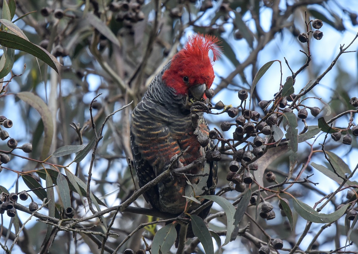 eBird Australia Checklist - 9 Jul 2020 - Glen Waverley Golf Course - 23 ...