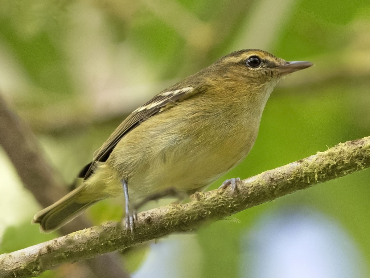 Choco Vireo - Vireo masteri - Birds of the World