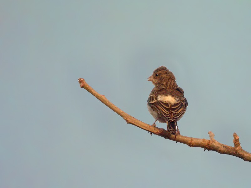 White-rumped Seedeater - eBird
