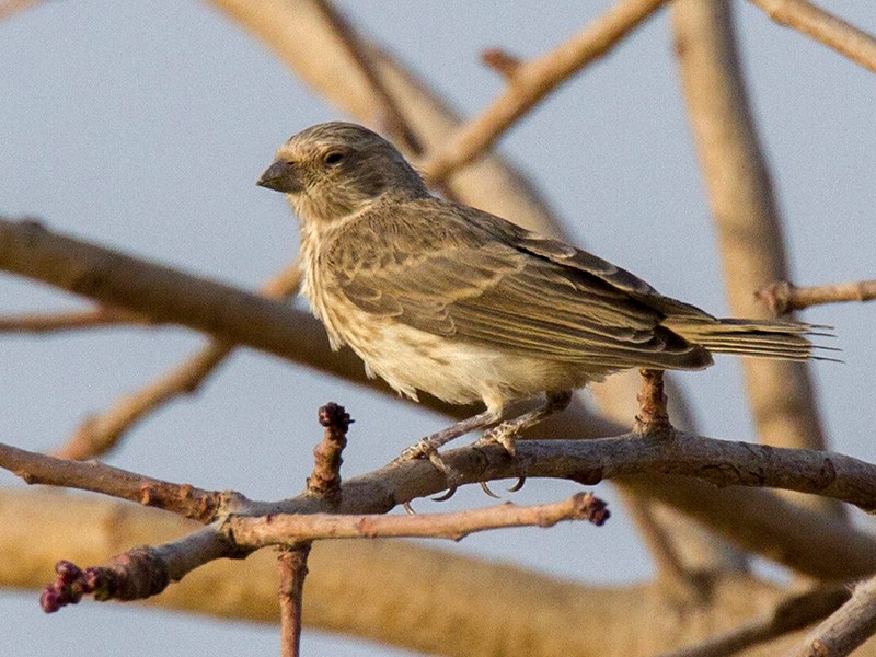 White-rumped Seedeater - eBird