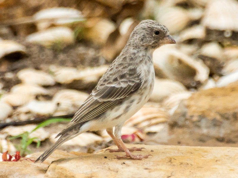 White-rumped Seedeater - eBird